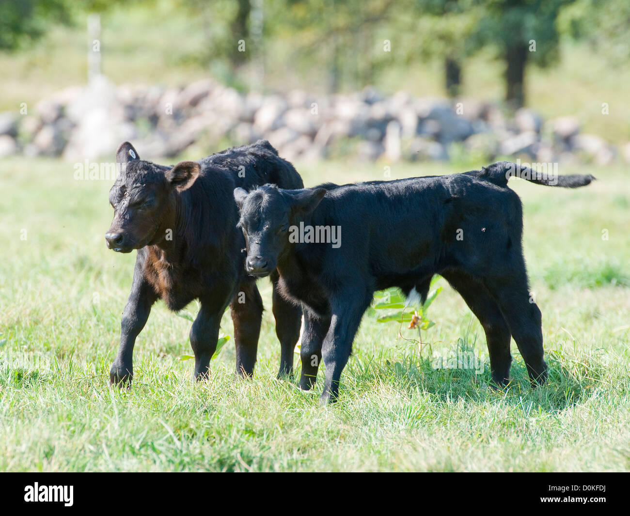 Angus Beef Cattle and Calves Stock Photo - Alamy