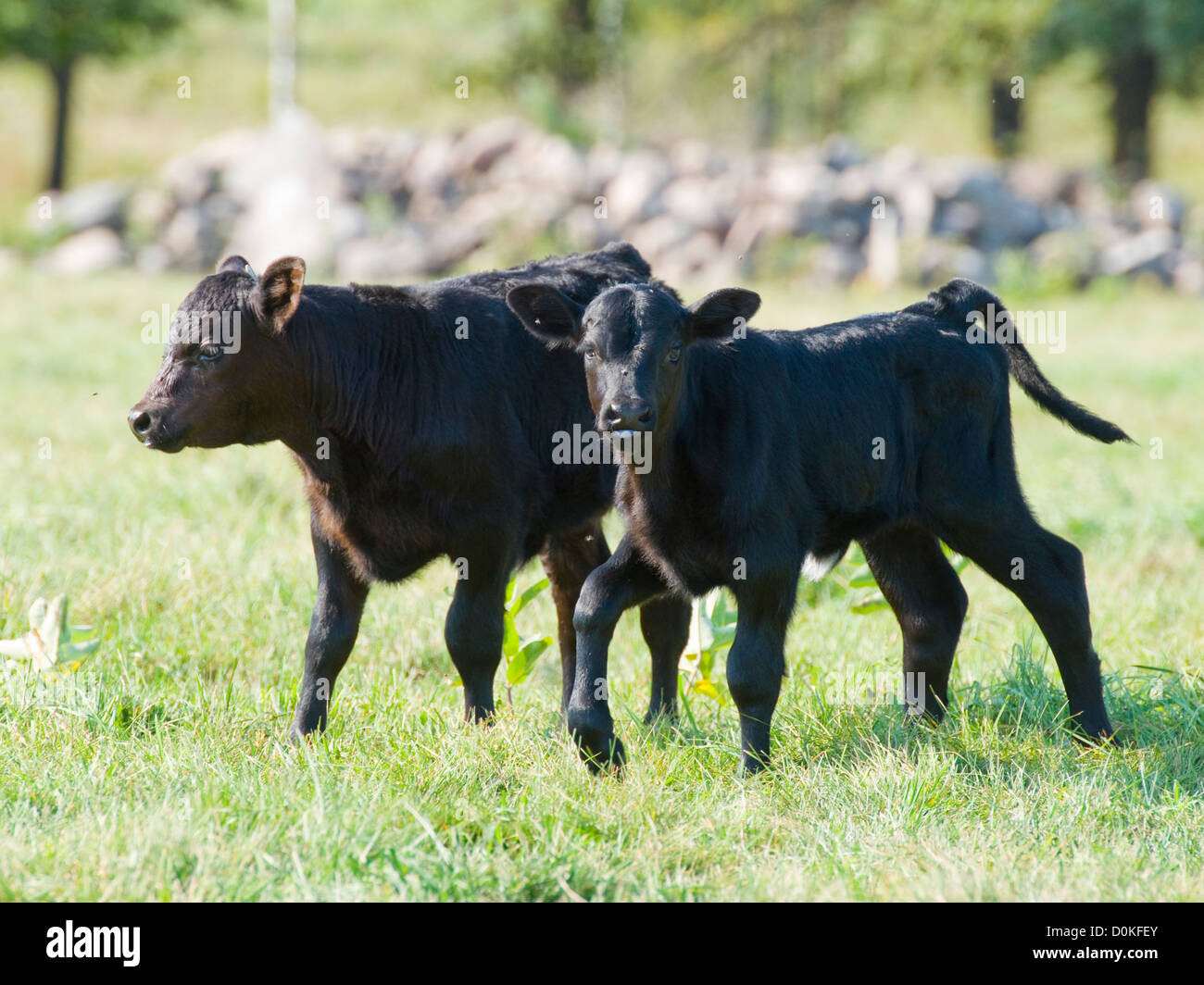 Angus Beef Cattle and Calves Stock Photo - Alamy