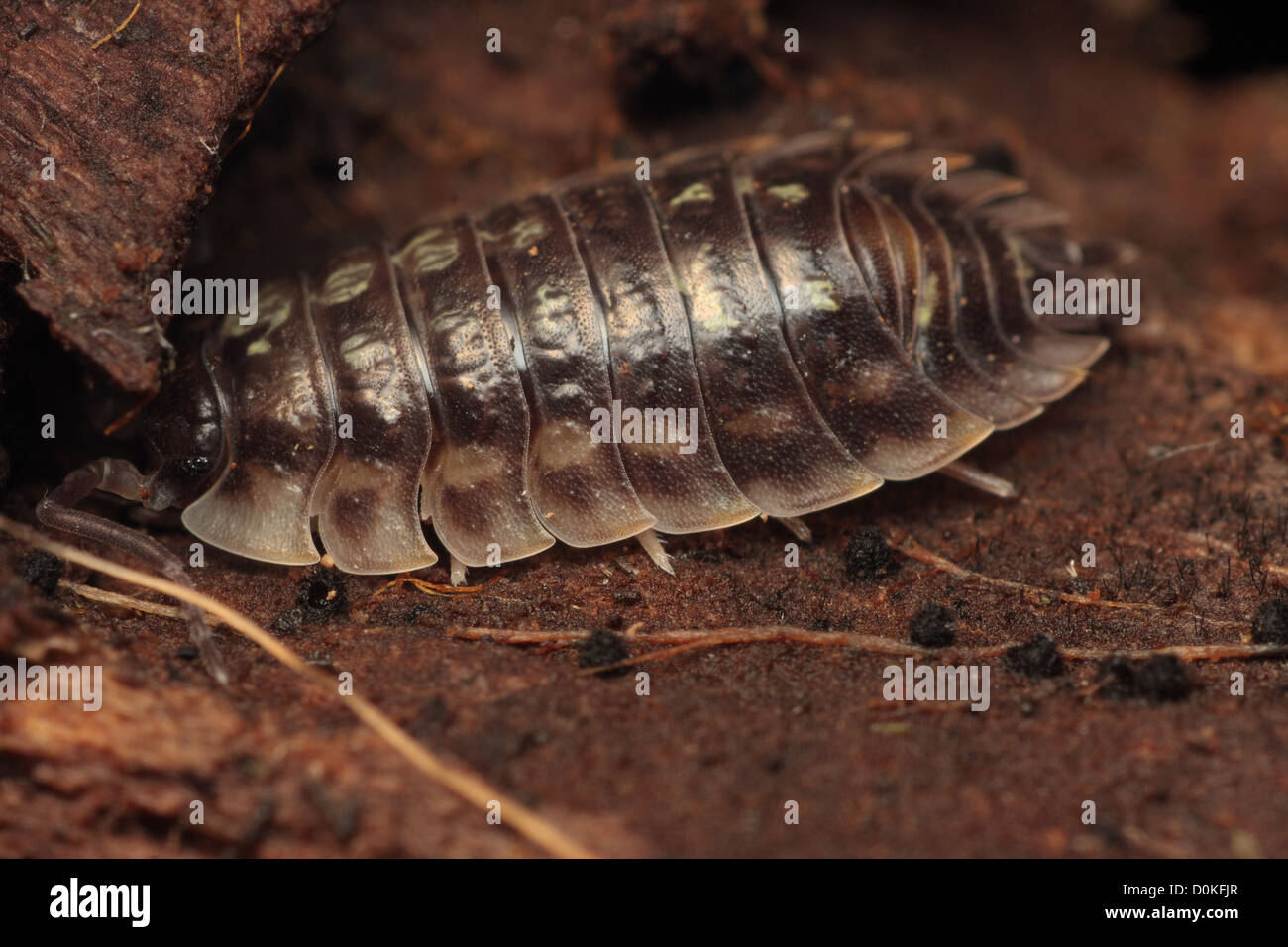Spiracles hi-res stock photography and images - Alamy