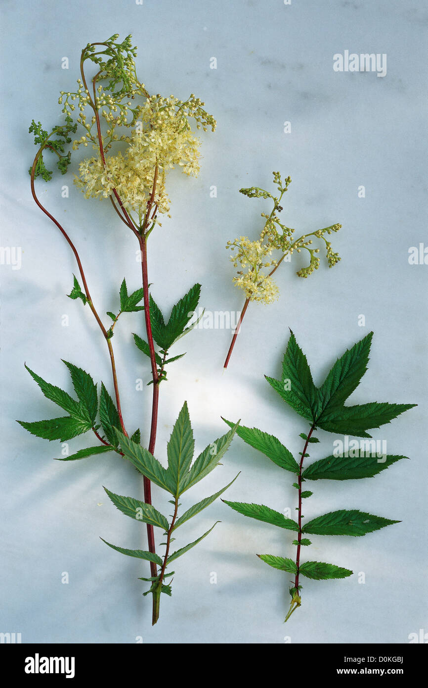 Meadowsweet (Filipendula ulmaria) is used as a medicinal herb and as ...