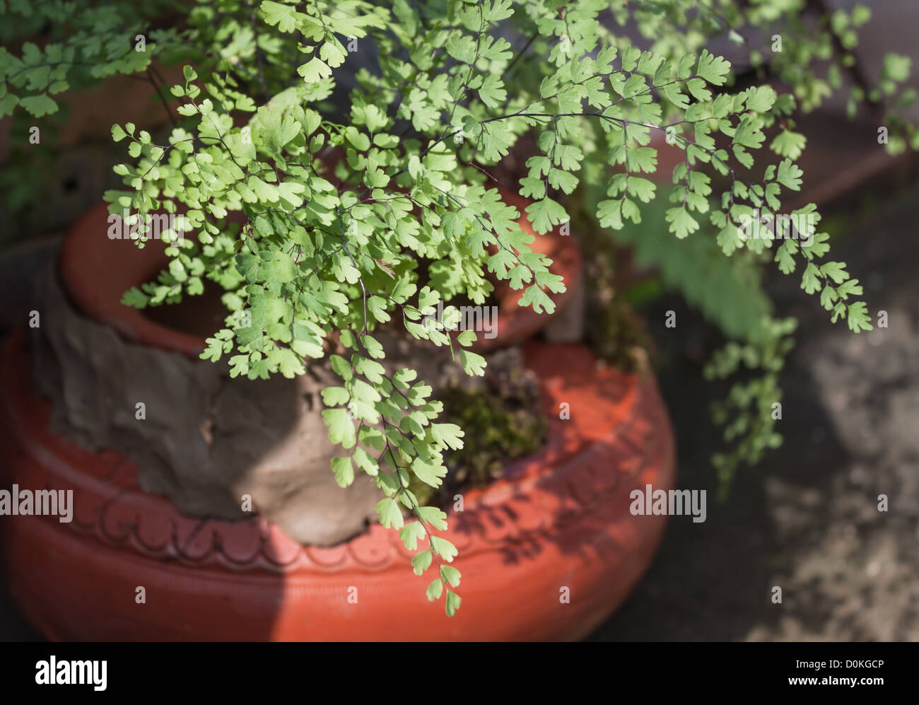 Maidenhair fern pot hi-res stock photography and images - Alamy