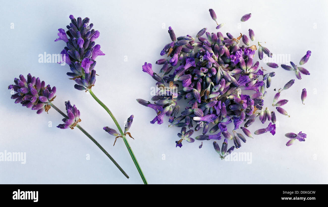Lavender, a genus (Lavandula) of the mint family with 39 subspecies, is ...