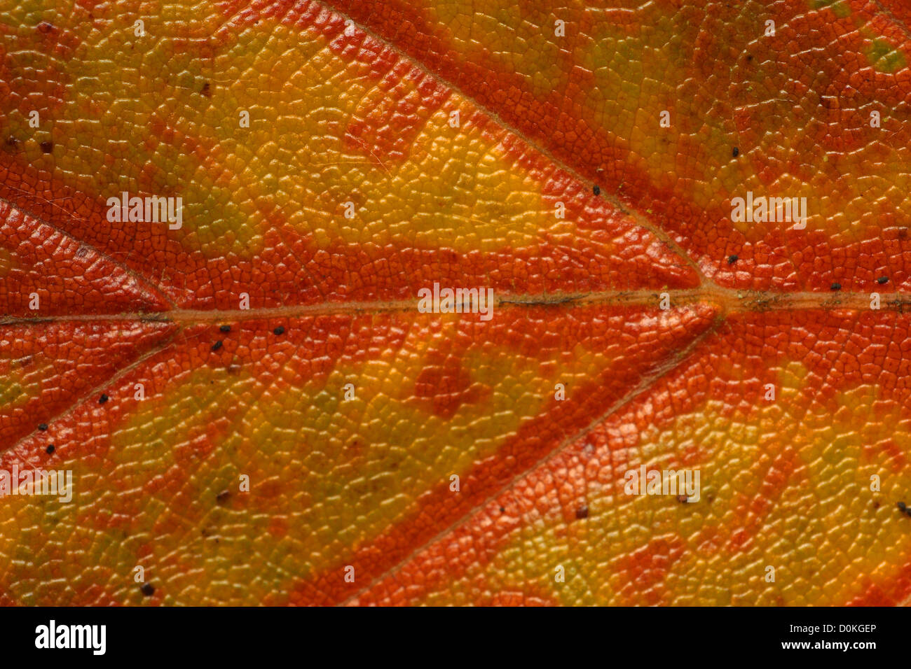 Autumn Leaf close-up Stock Photo - Alamy