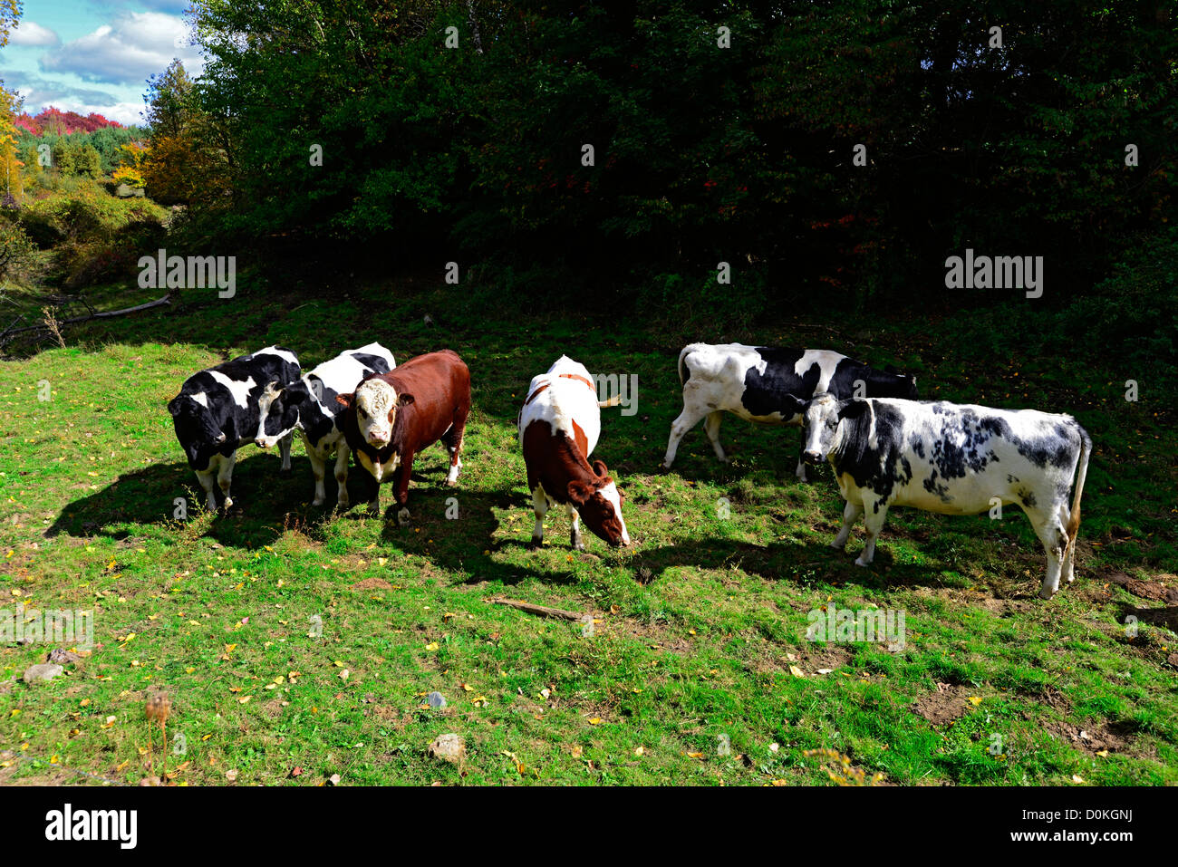 Cattle grazing in grassy area on farm Stock Photo - Alamy