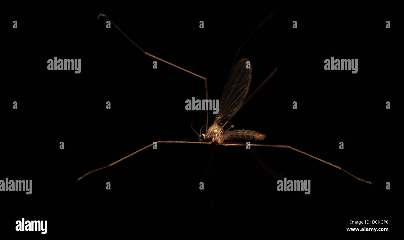 Irish insects hi-res stock photography and images - Alamy