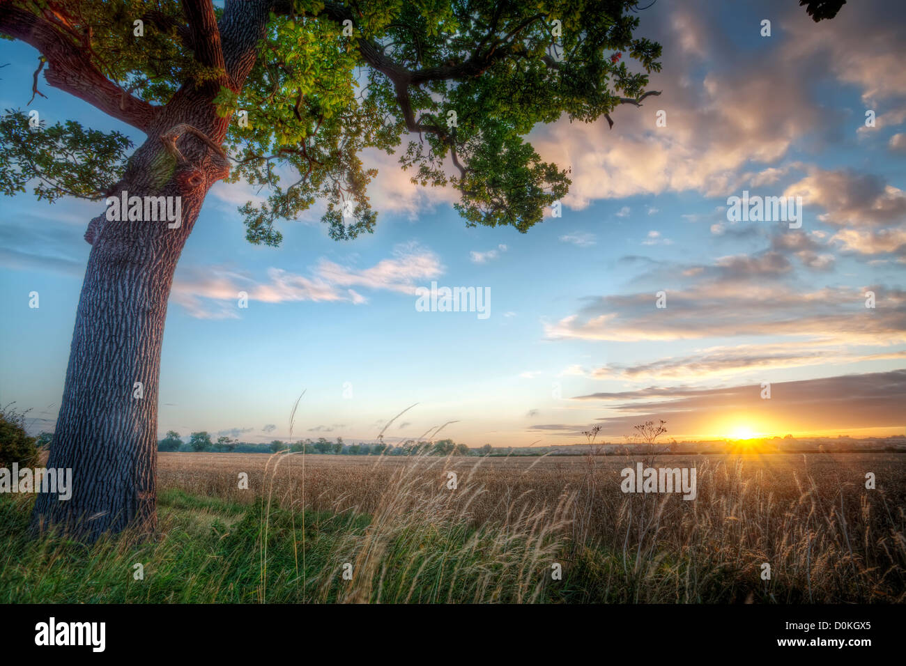 Sunrise over a rural field with a great oak tree Stock Photo - Alamy