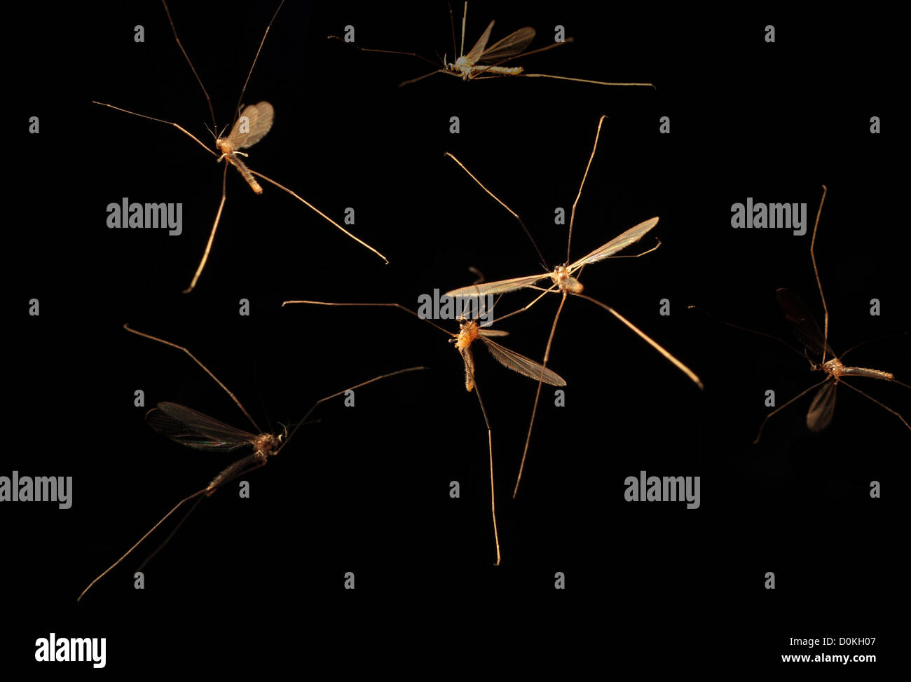 Irish insects hi-res stock photography and images - Alamy