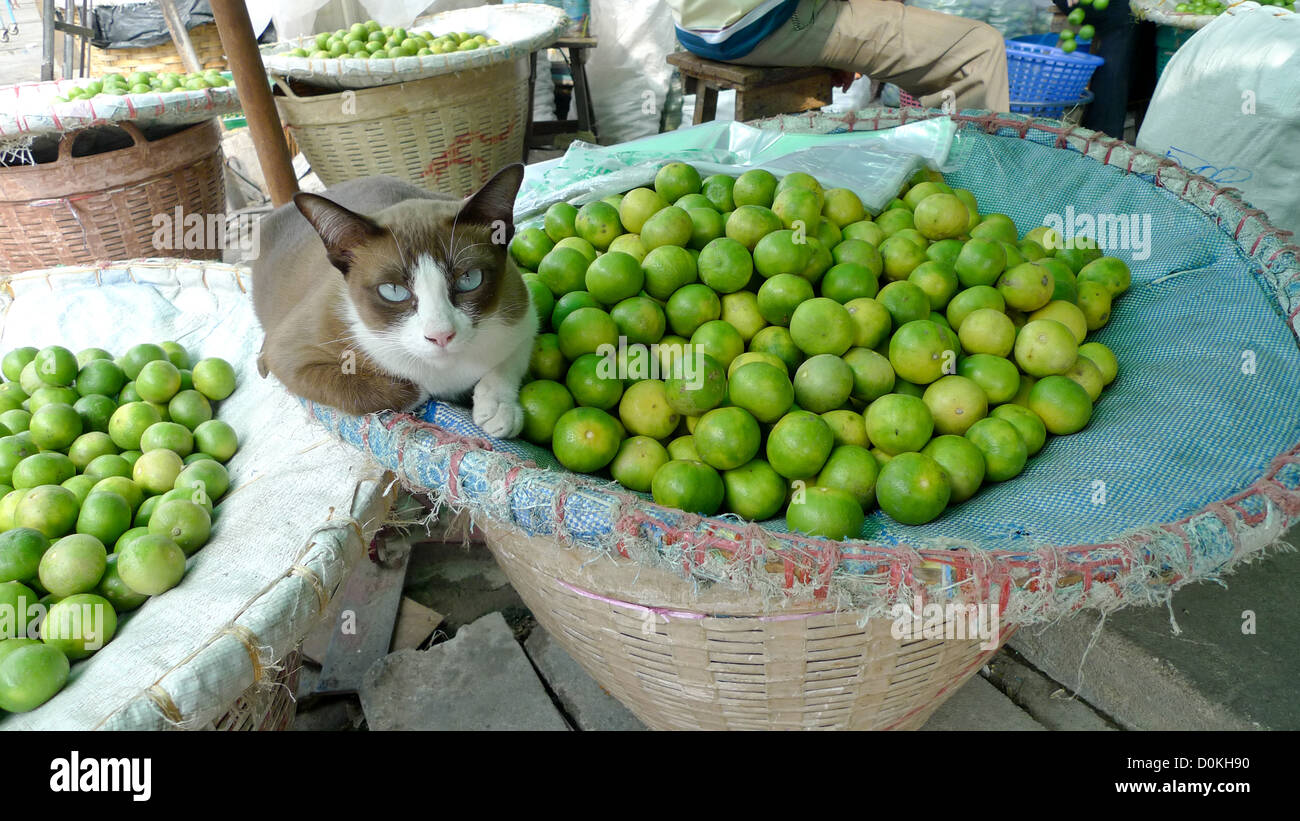 Bangkok cat hi-res stock photography and images - Alamy