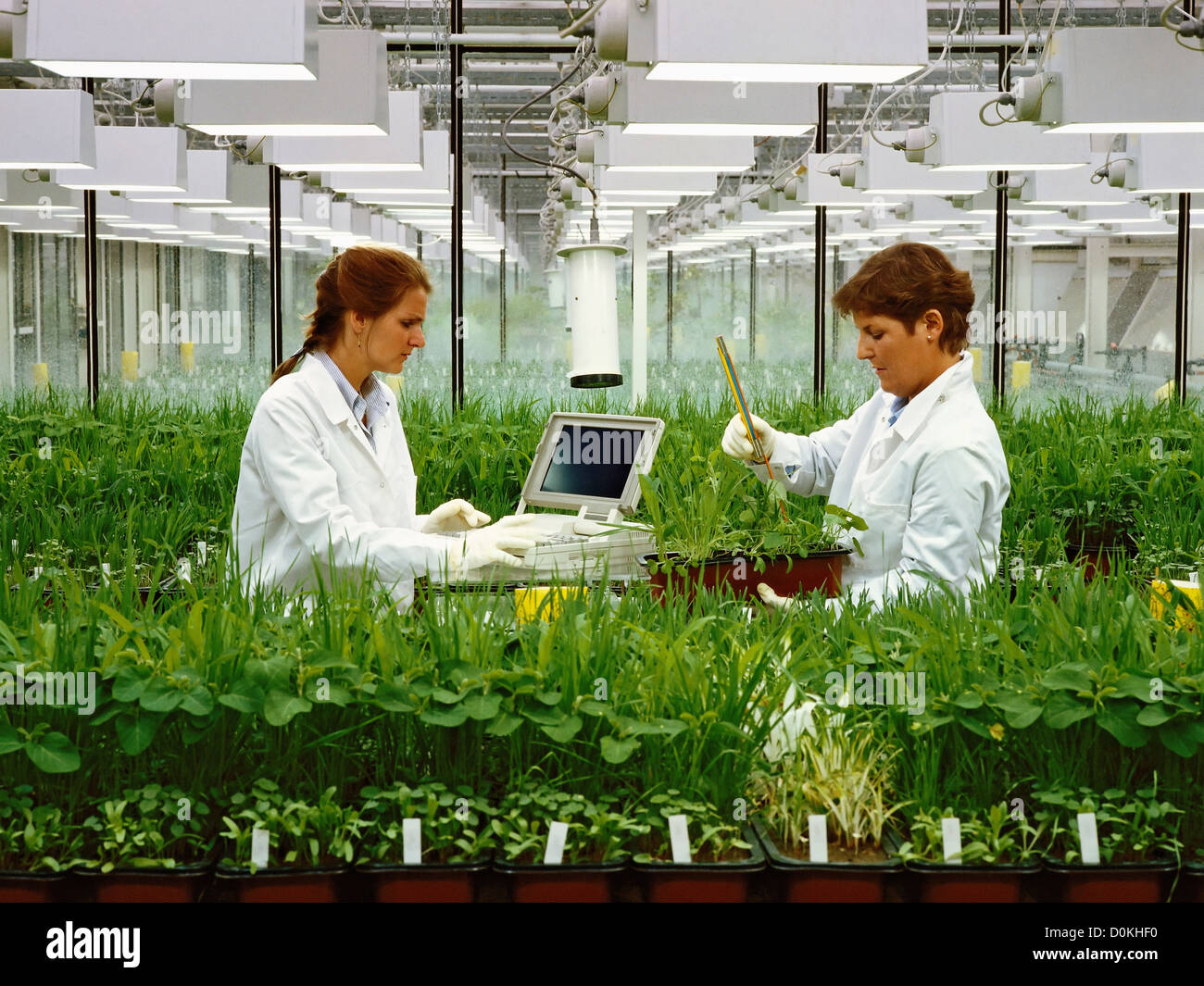 Researchers in a greenhouse evaluate an herbicide experiment Stock ...