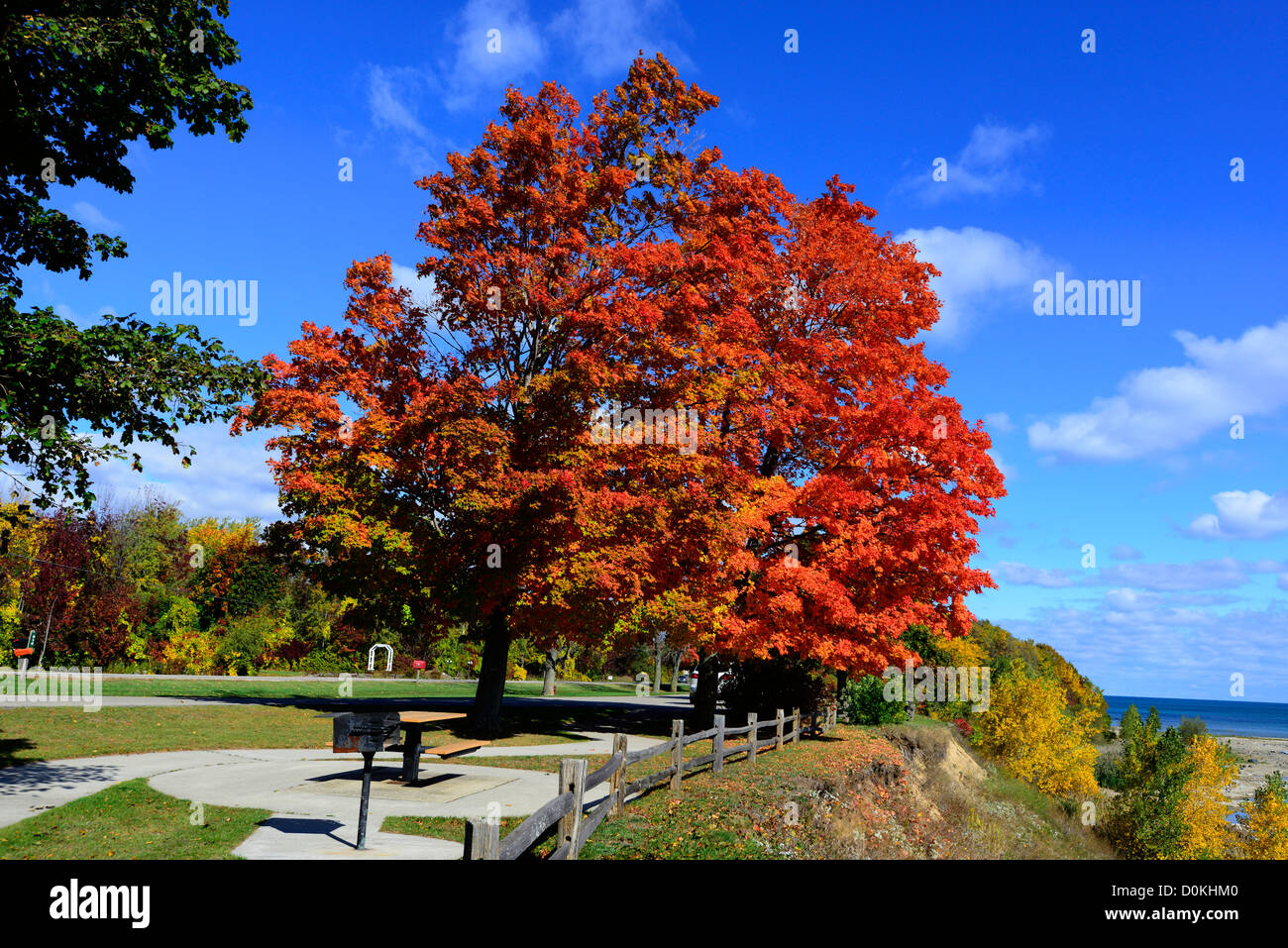 Leavesamerica hi-res stock photography and images - Alamy
