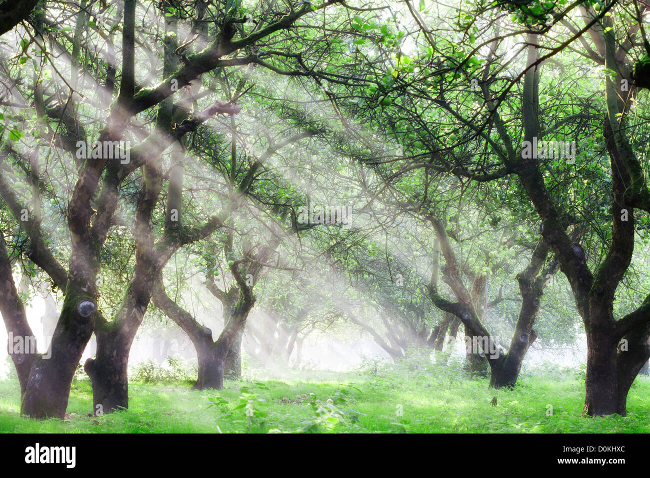 Sunlight shines through an apple orchard on a misty morning Stock Photo ...