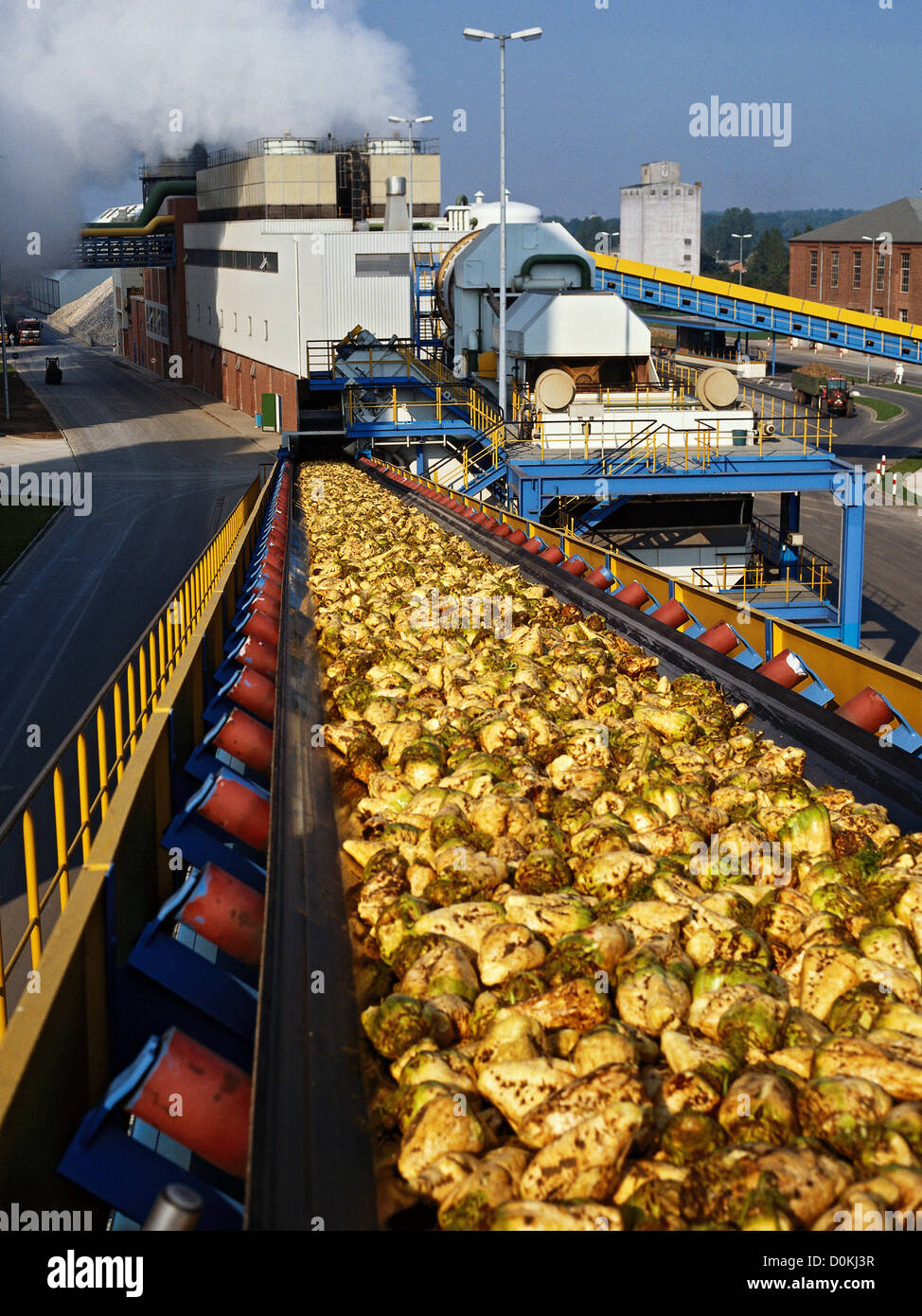 Sugar beets are being delivered on a conveyor belt, for processing at a ...