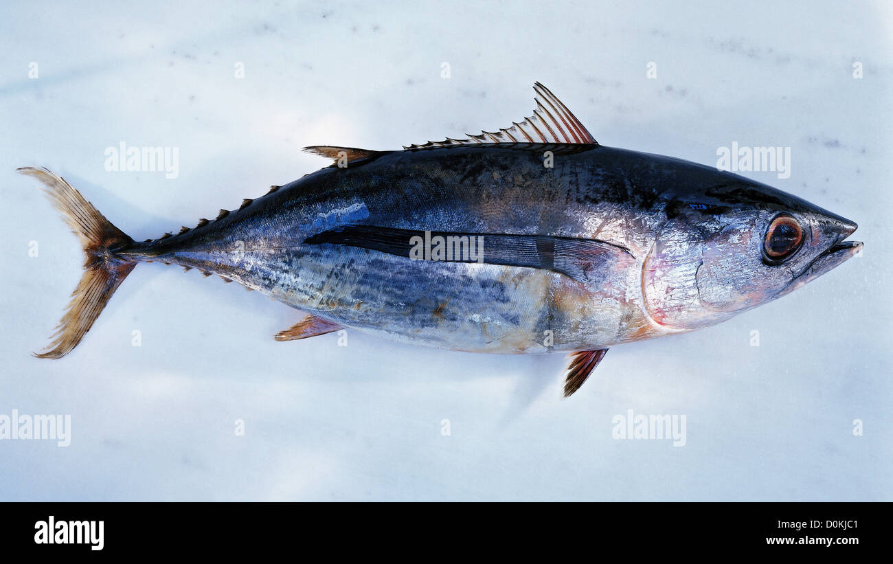 Atlantic bluefin tuna Stock Photo - Alamy