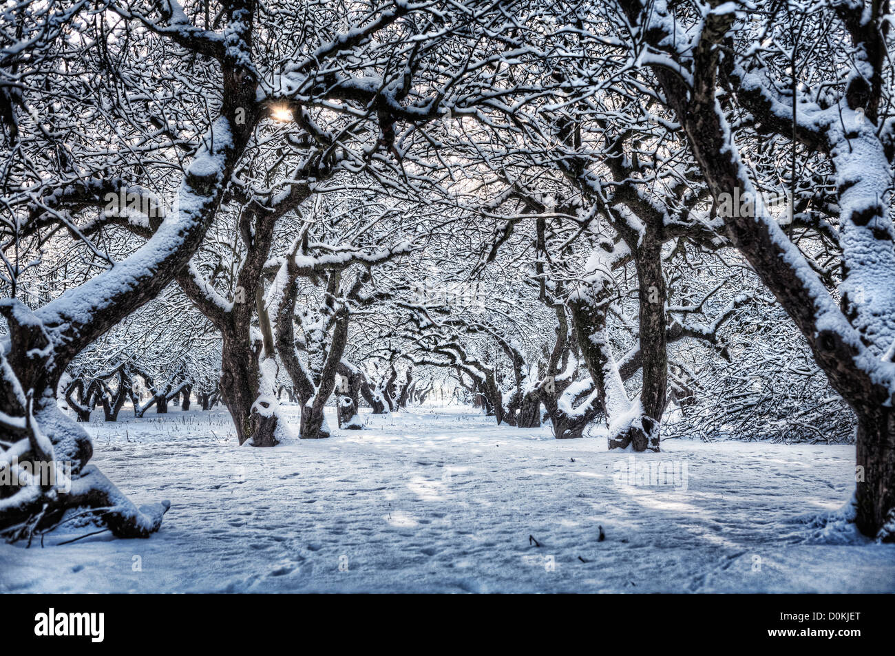 A line of snow covered trees in an orchard Stock Photo - Alamy