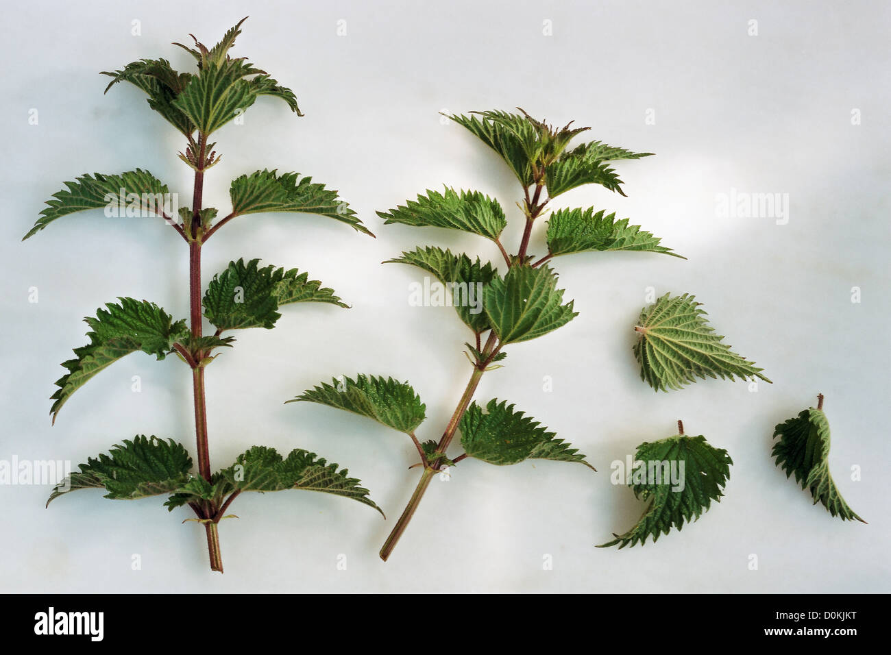 Nettle stalks hi-res stock photography and images - Alamy