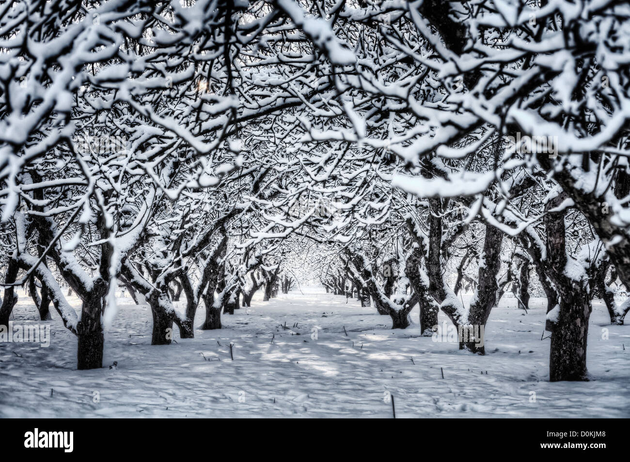 A line of snow covered trees in an orchard Stock Photo - Alamy