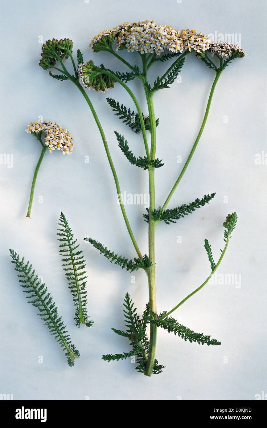 A sprig of yarrow Stock Photo - Alamy