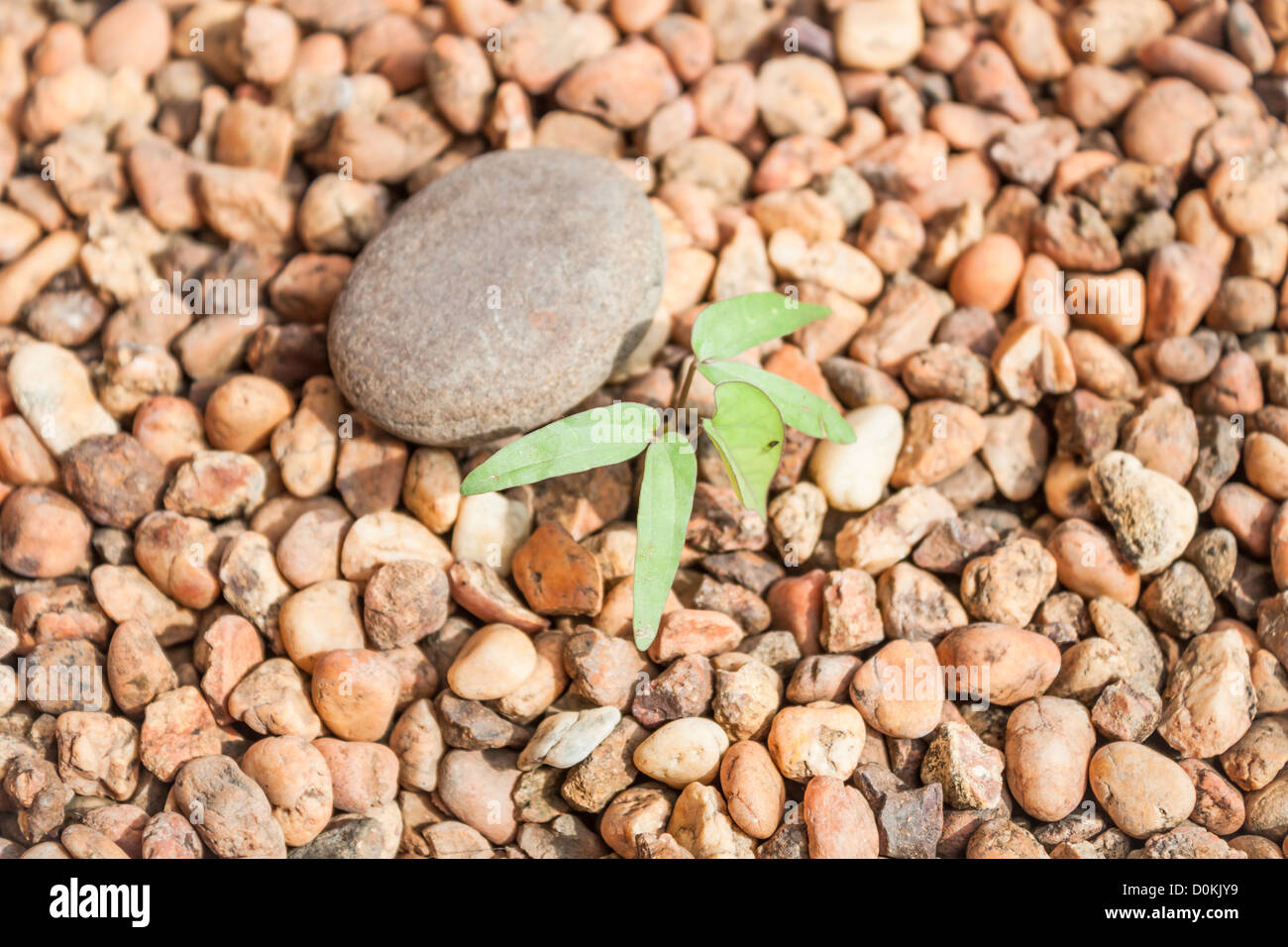 a sprout growing from pebbles background Stock Photo - Alamy