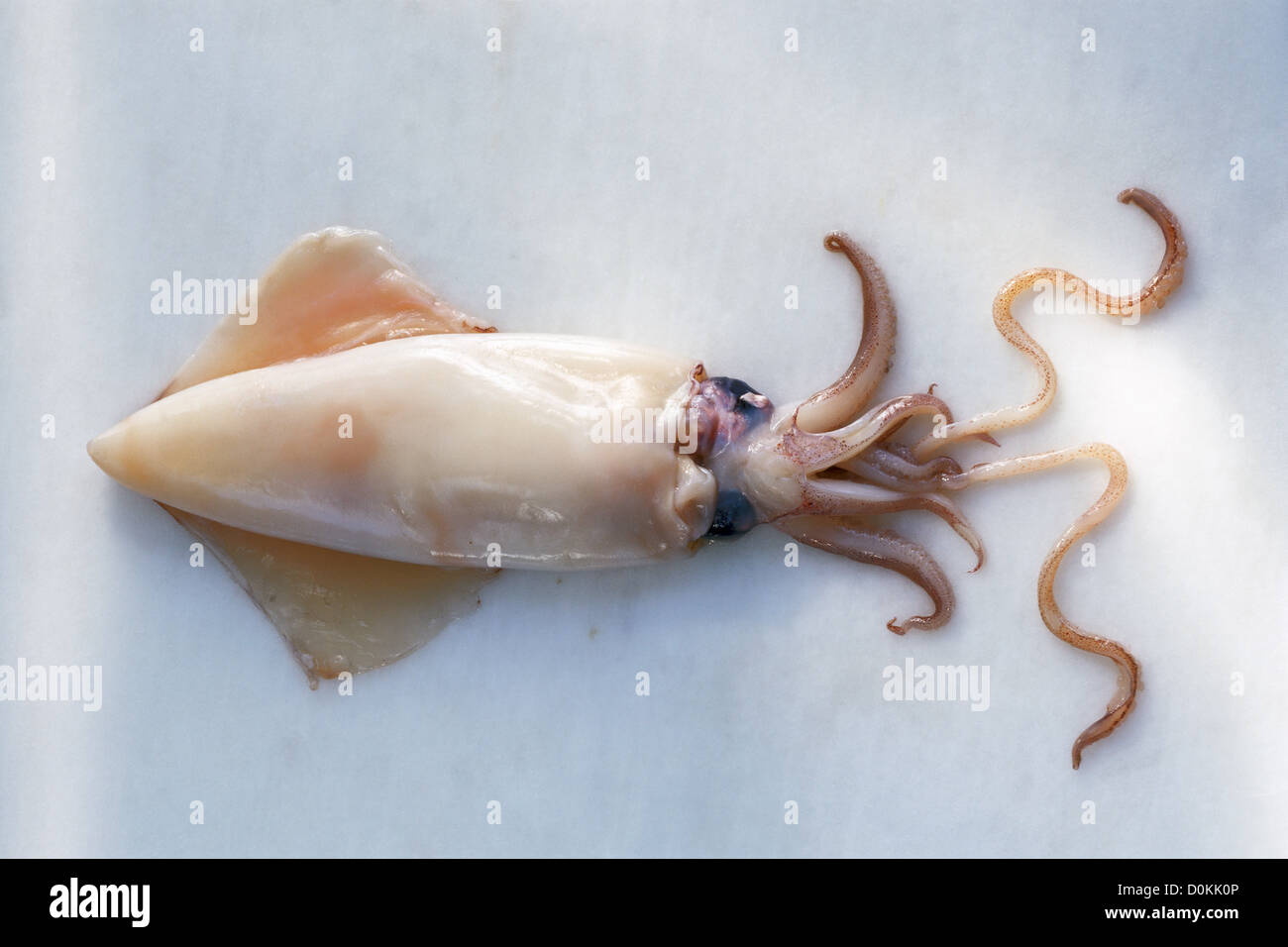A single squid on a light background Stock Photo - Alamy