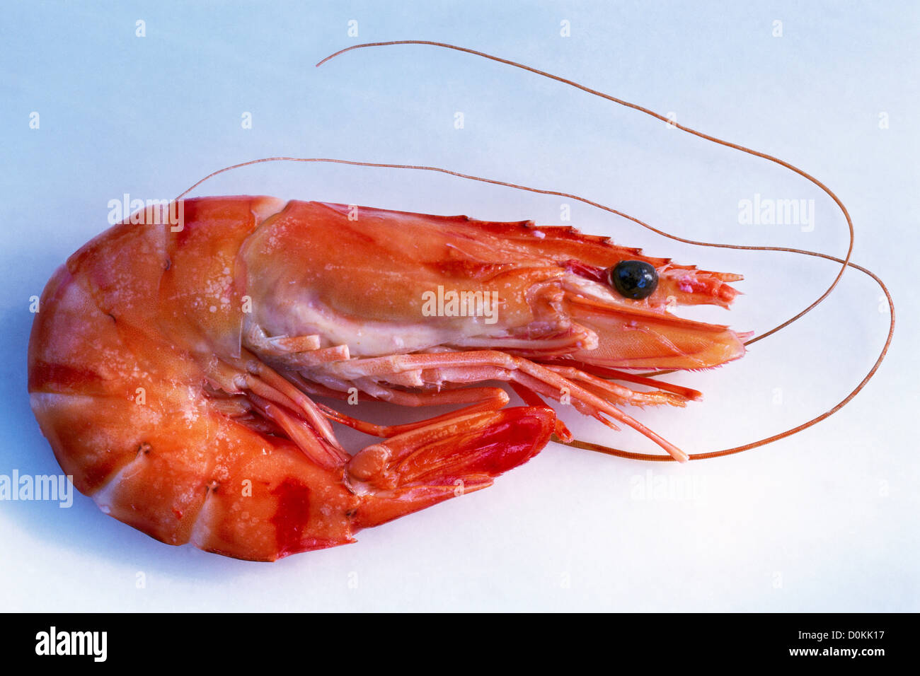 A single cooked shrimp, or prawn Stock Photo - Alamy