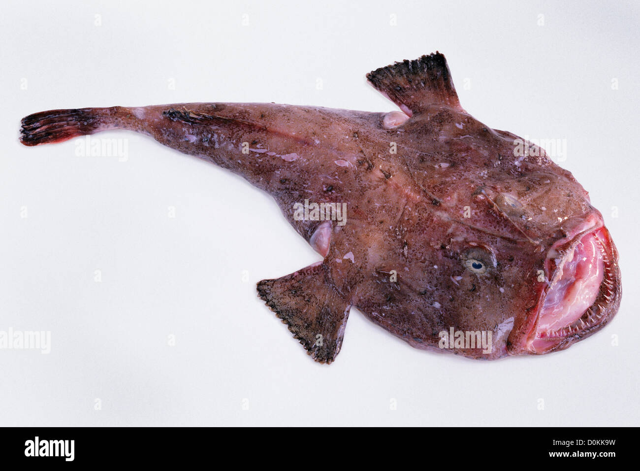 Whole monkfish hi-res stock photography and images - Alamy