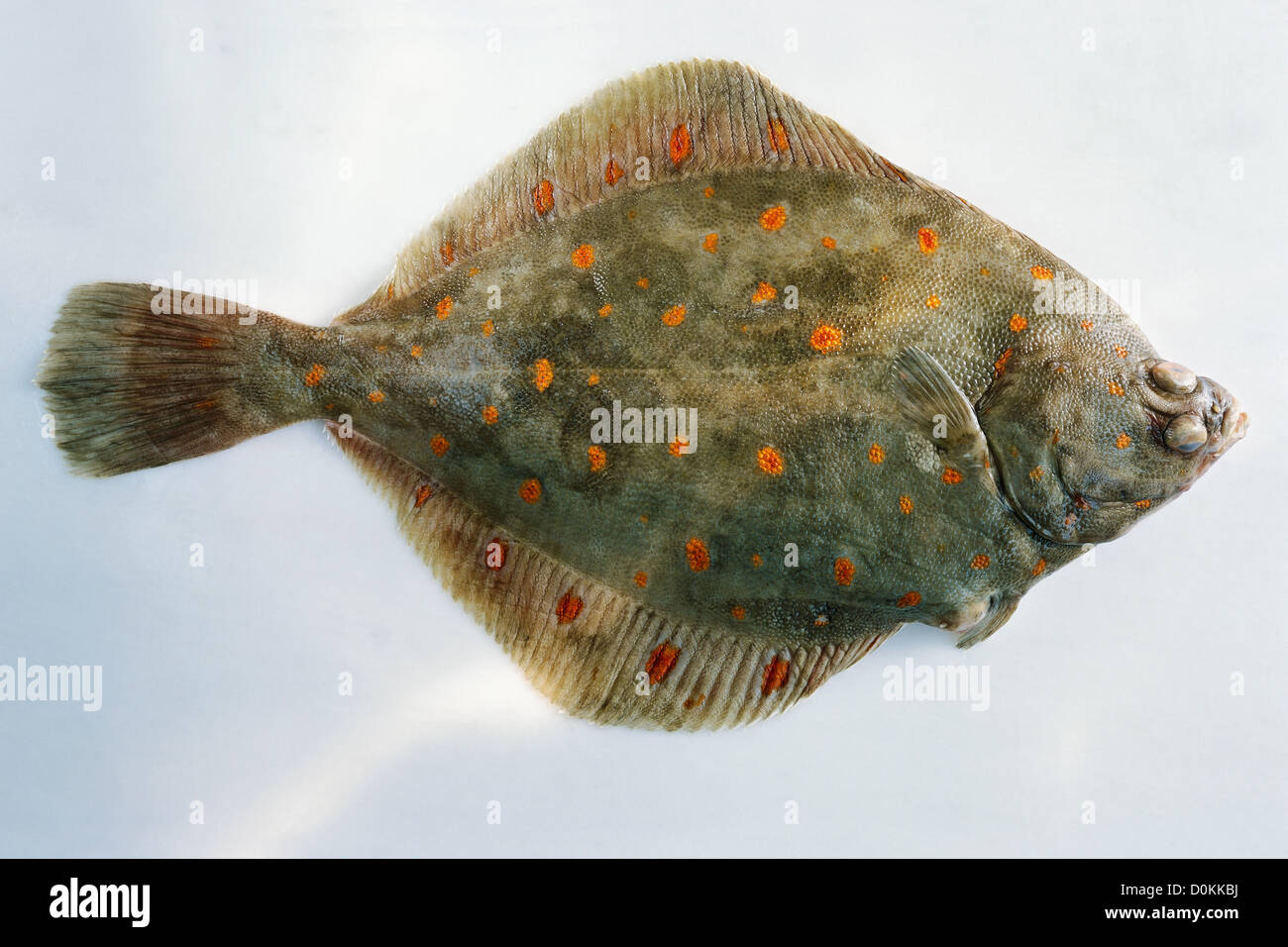 A fresh plaice, a flatfish Stock Photo - Alamy