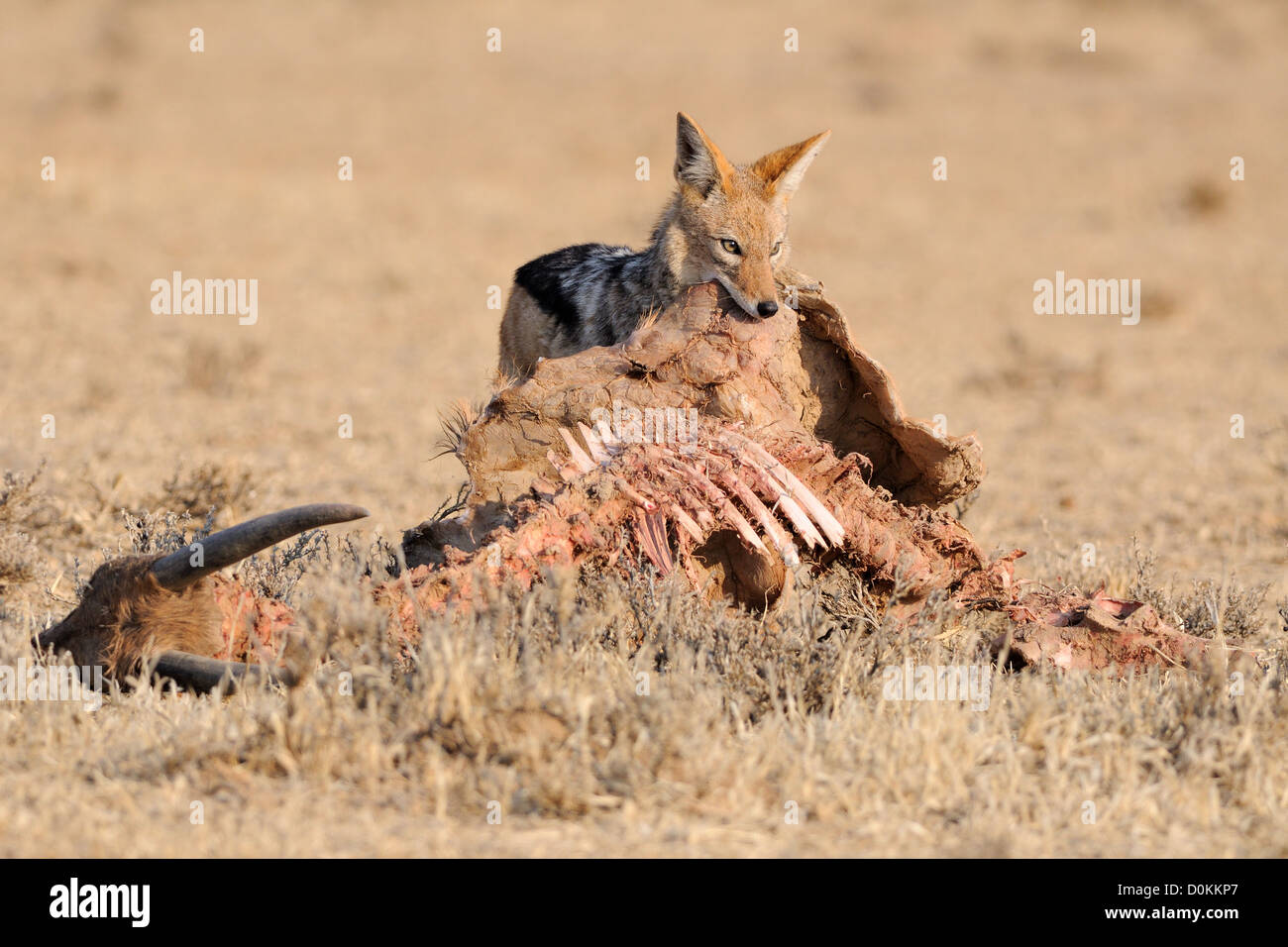 Carcass animal desert hi-res stock photography and images - Alamy