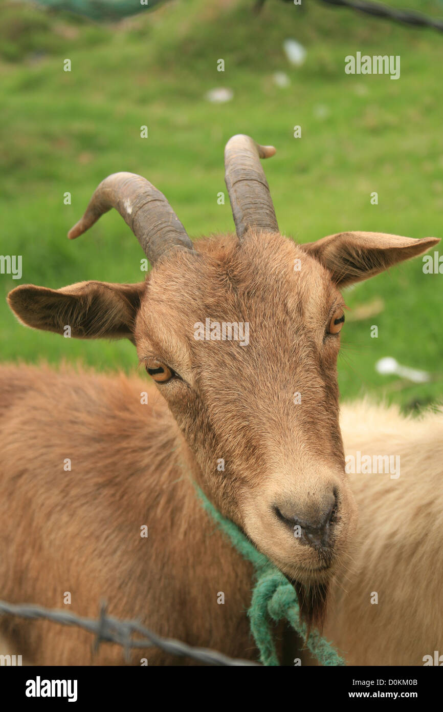 The head of a brown goat standing in a pasture at the outdoor live ...