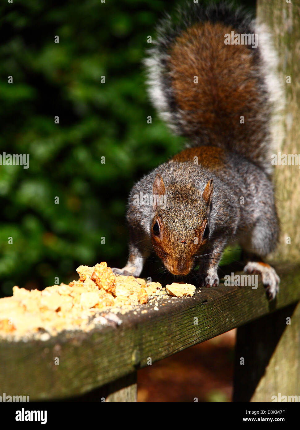 Squirrel Burying Nuts High Resolution Stock Photography and Images - Alamy