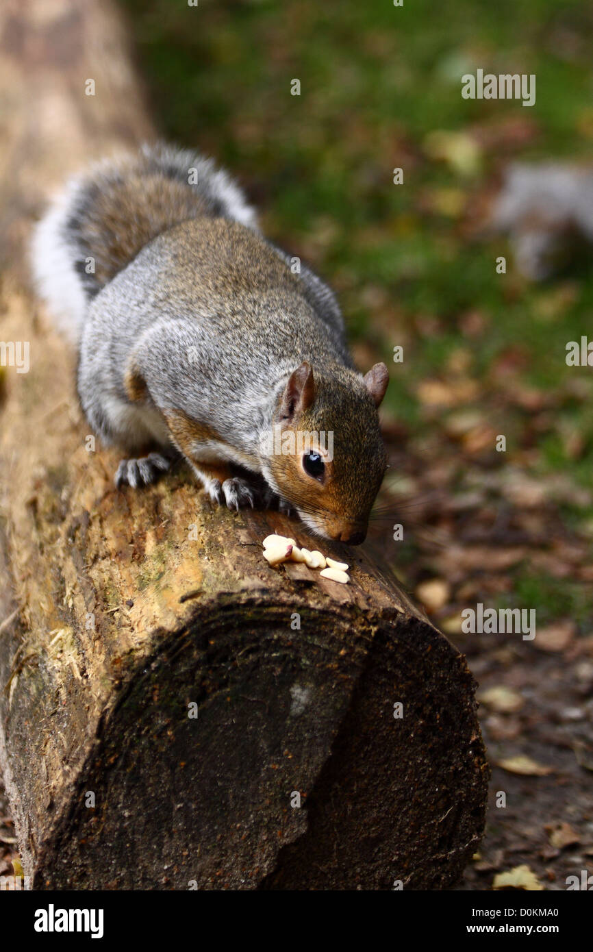 Squirrel in woodlands Stock Photo - Alamy