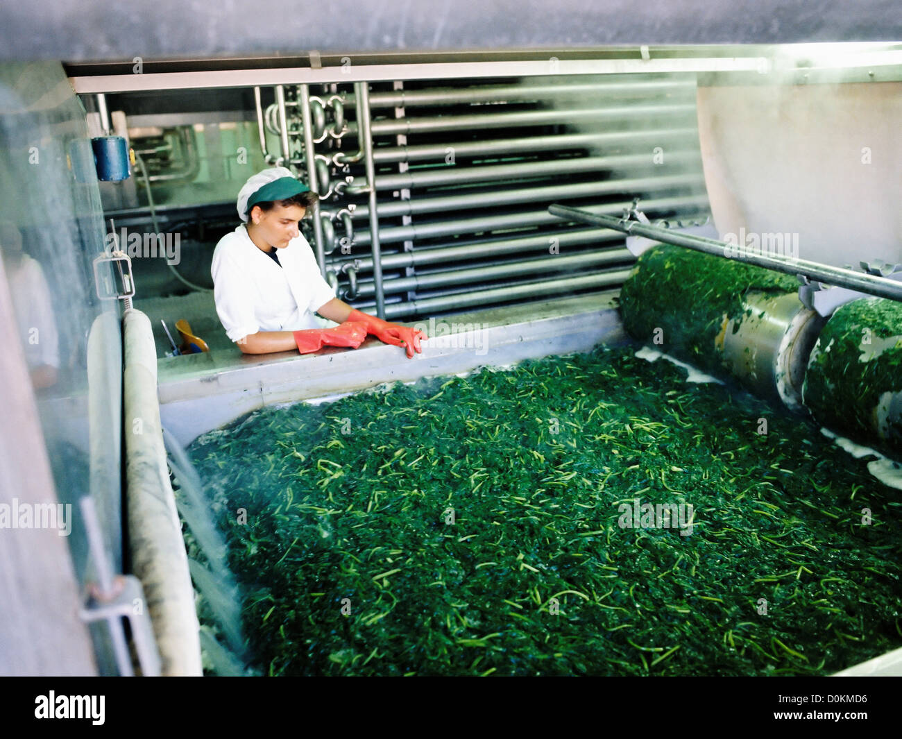 Production of frozen spinach in a factory Stock Photo - Alamy