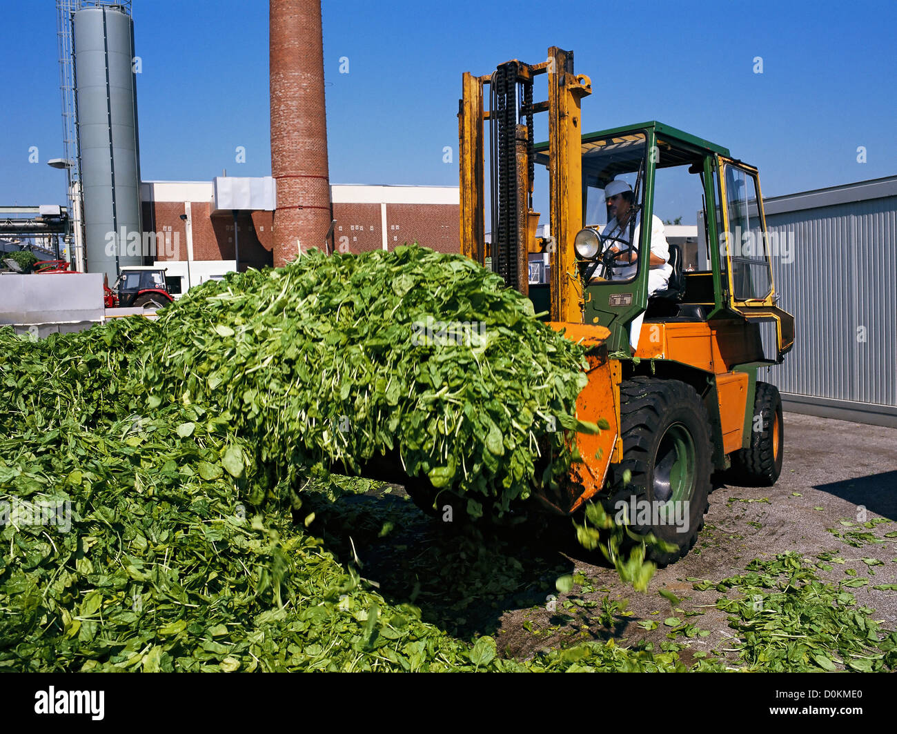 Freshly harvested spinach being loaded into the production line at a ...