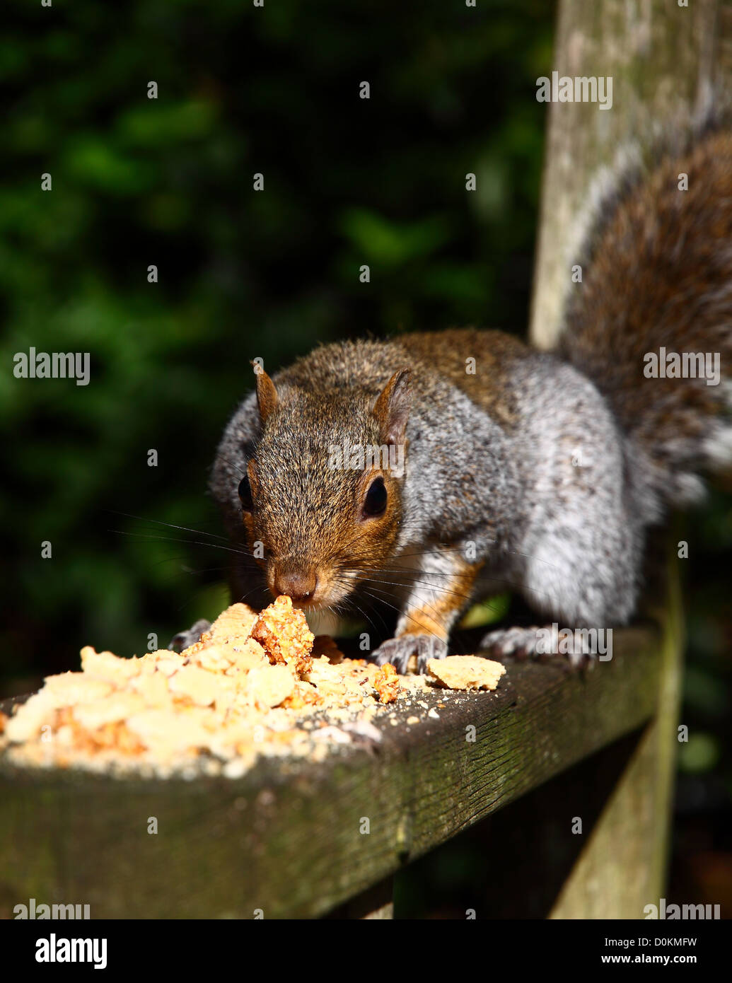 Squirrel Burying Nuts High Resolution Stock Photography and Images - Alamy