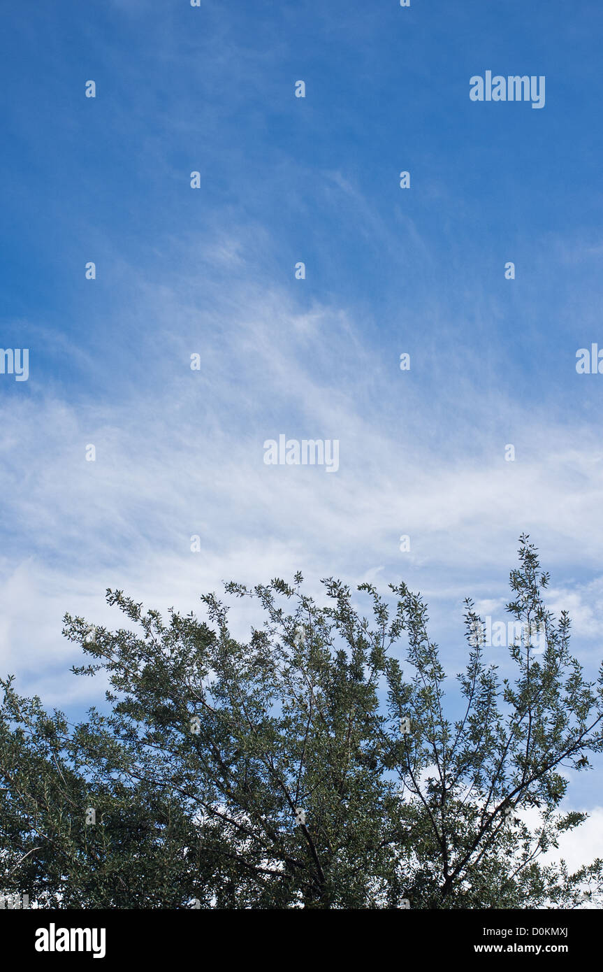 Olive tree branches with a partially clouded sky background Stock Photo ...