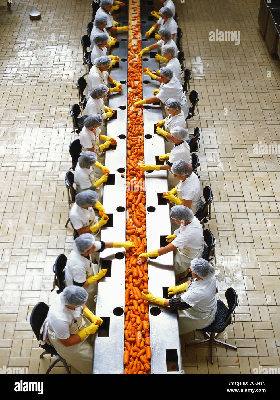 Factory workers processing carrots on a production line. This is the ...