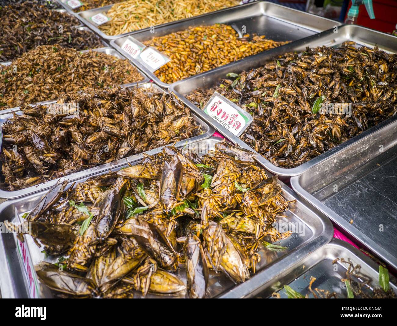 Fried insects ad hi-res stock photography and images - Alamy