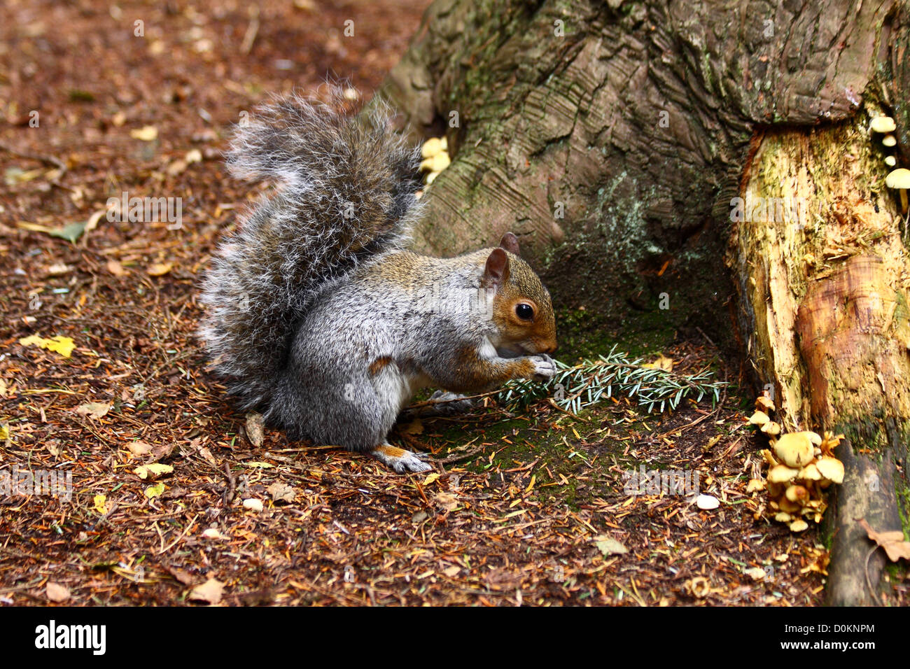 Squirrel in woodlands Stock Photo - Alamy
