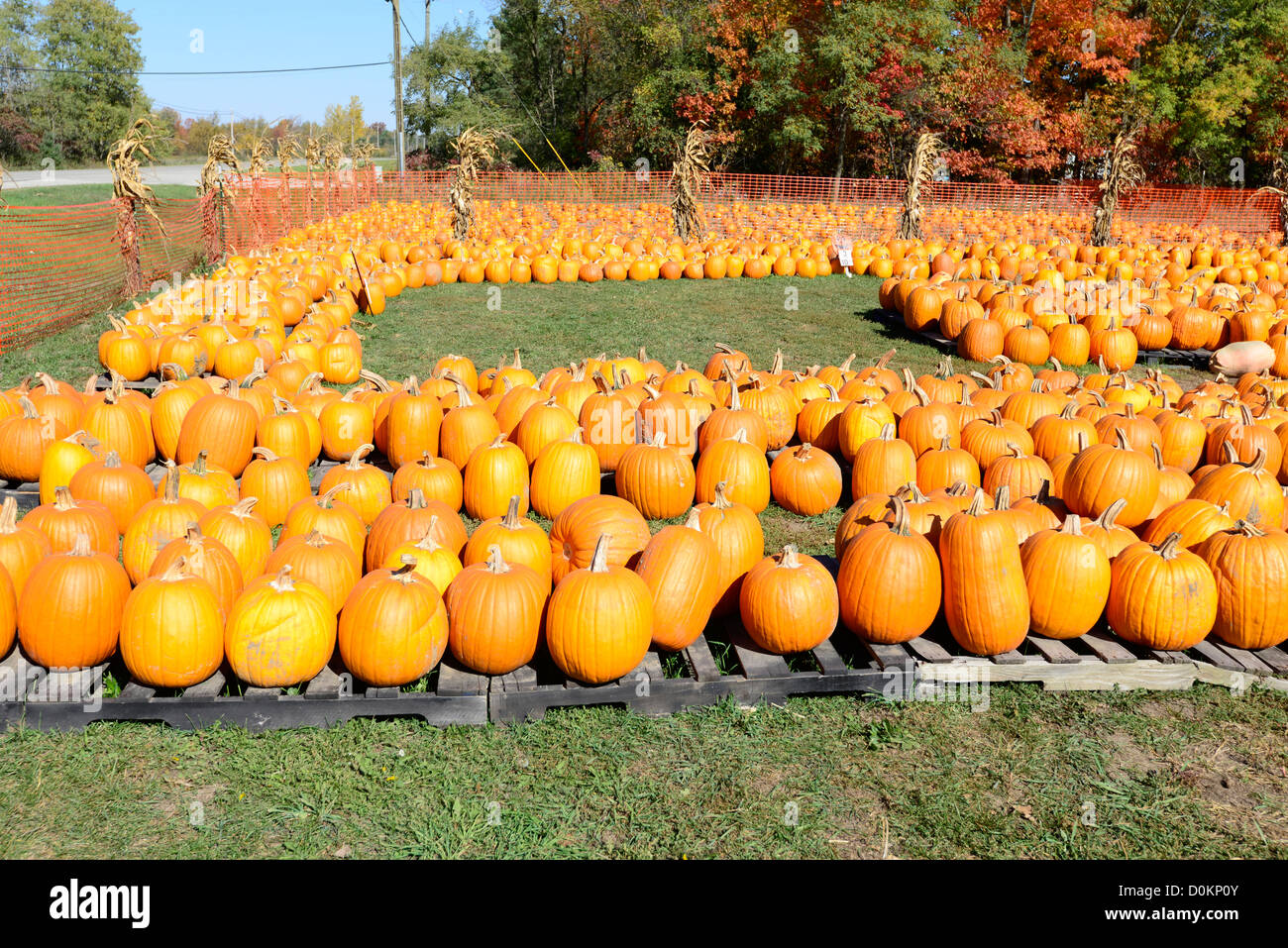 Orange pumpkins on display in field for Halloween Stock Photo - Alamy