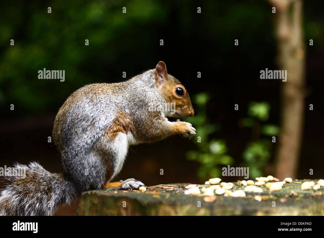 Squirrel in woodlands Stock Photo - Alamy