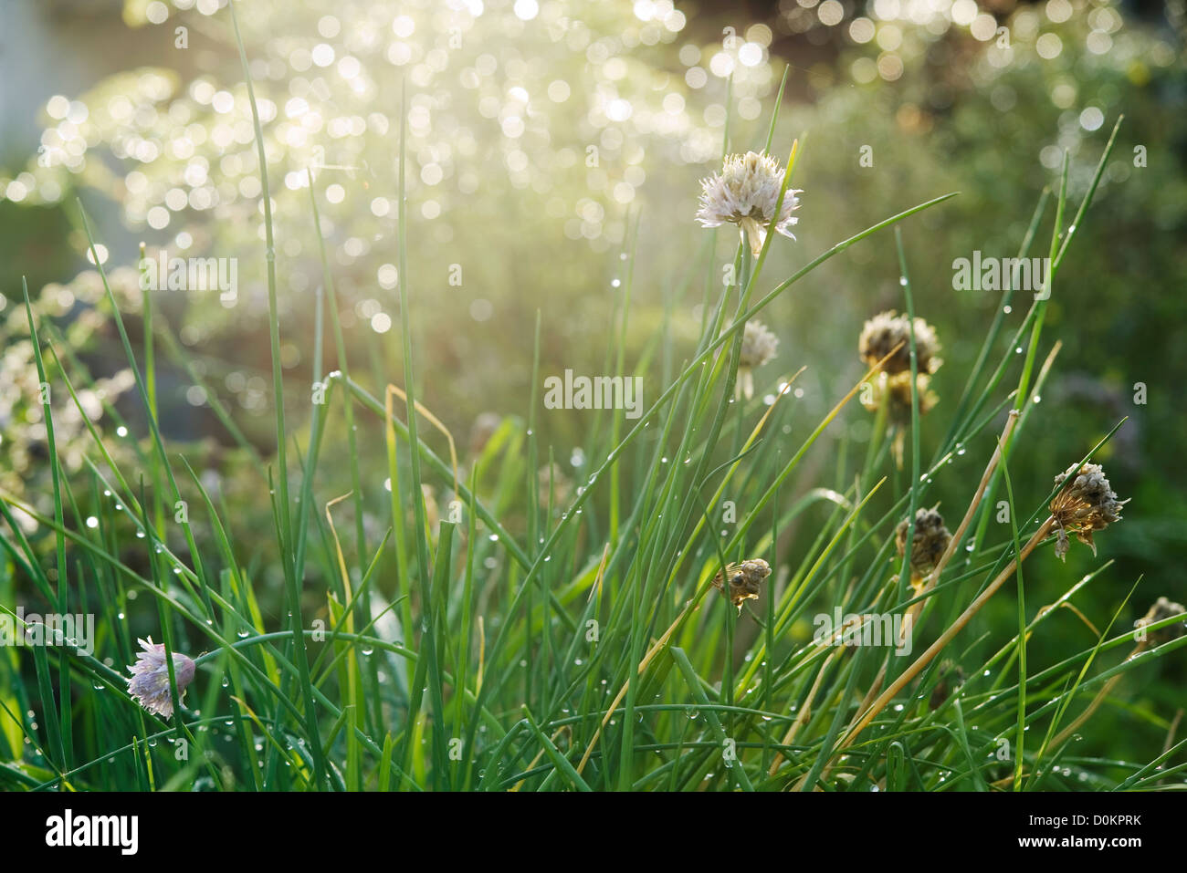 Chive plant hi-res stock photography and images - Alamy
