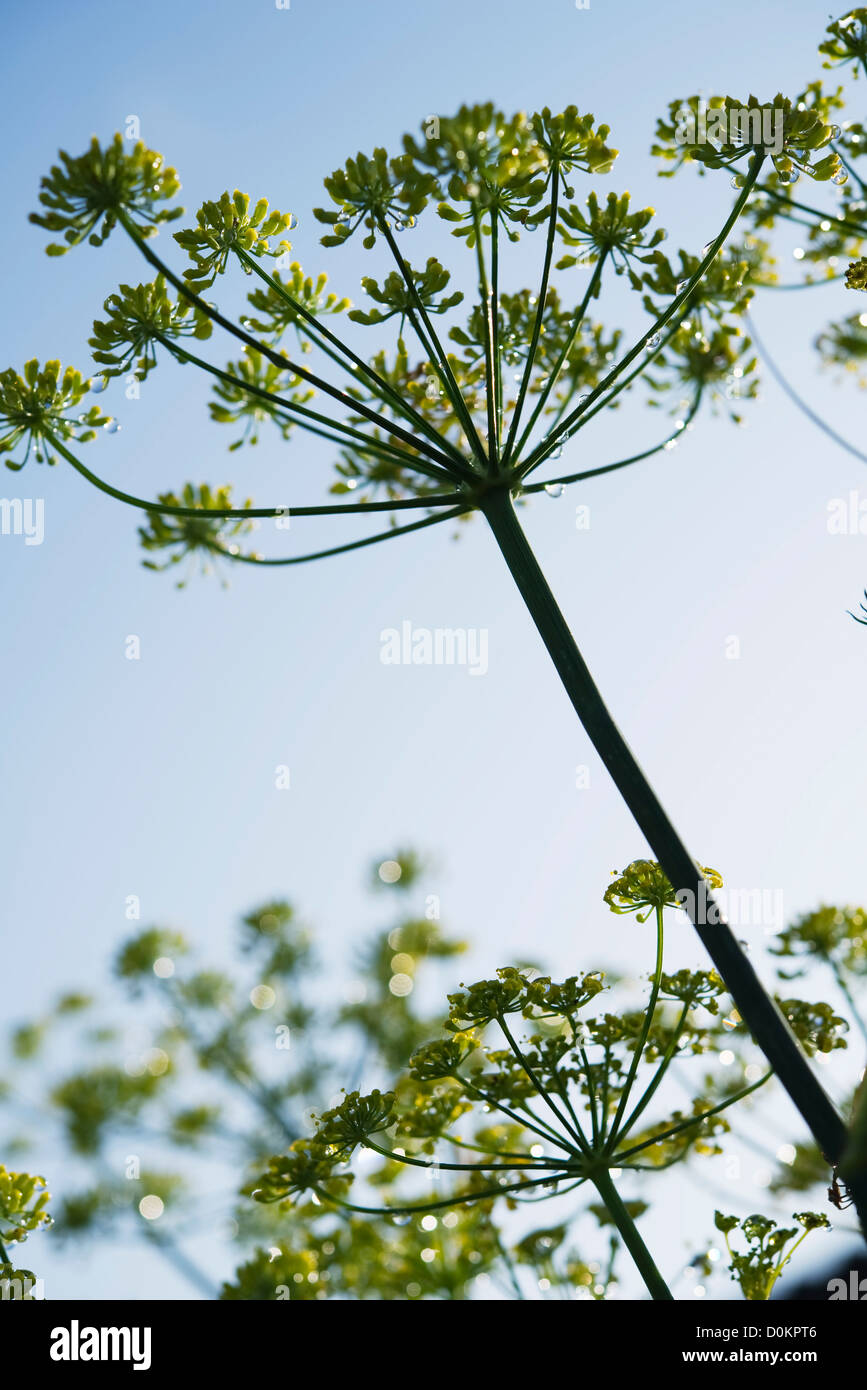 Herb fennel plant hi-res stock photography and images - Alamy