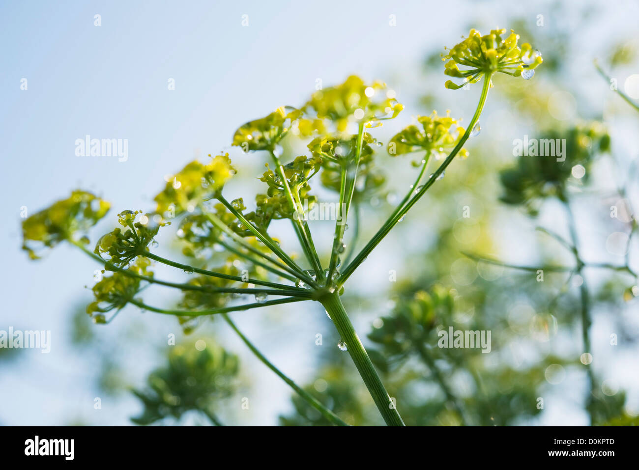 Fennels flower hi-res stock photography and images - Alamy