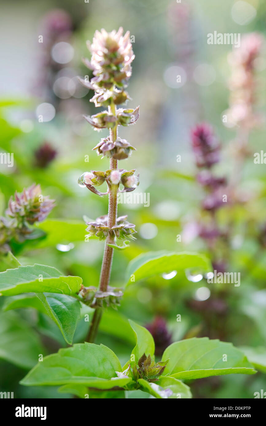 Ratcha anachak thai hi-res stock photography and images - Alamy