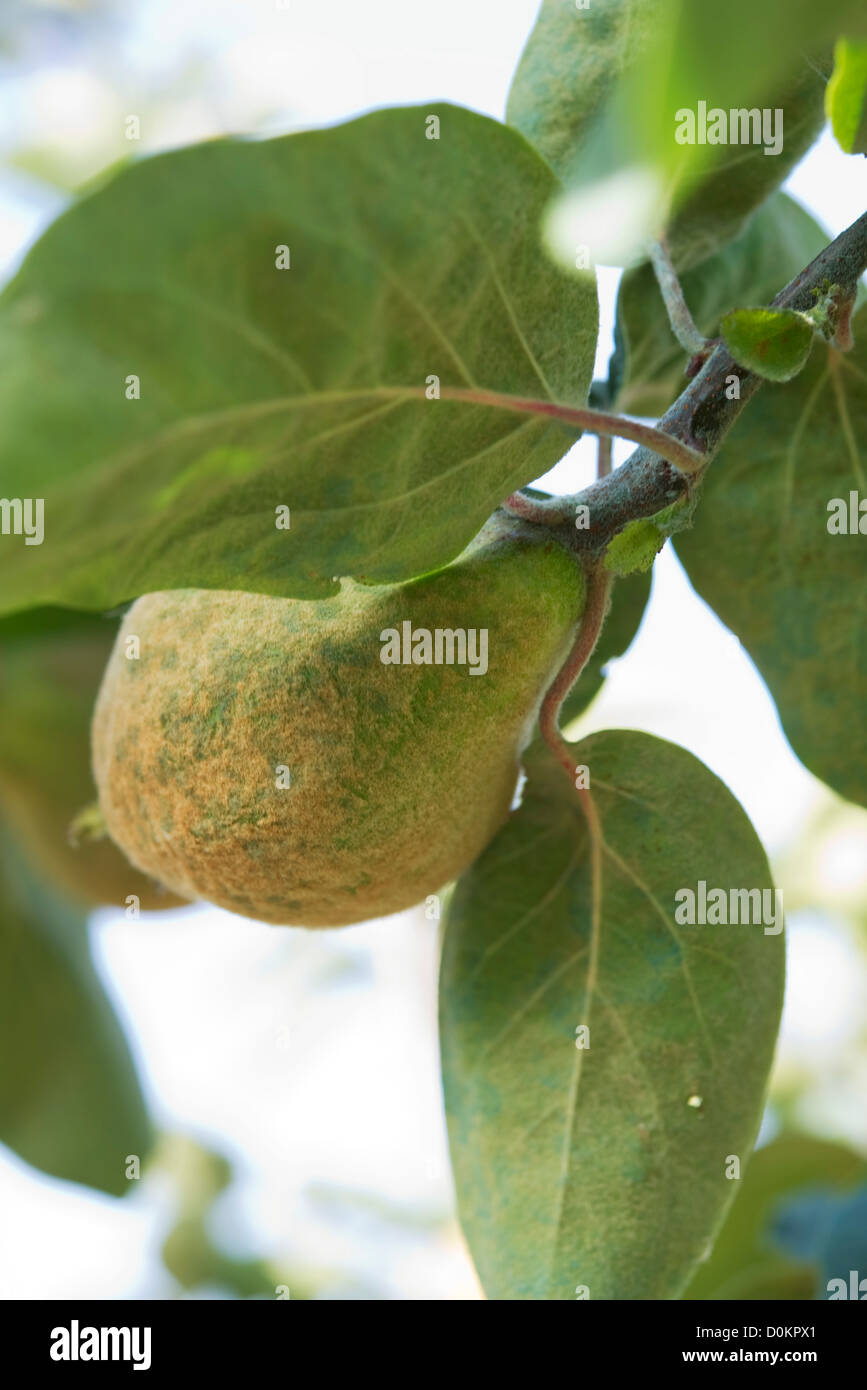 One quince hi-res stock photography and images - Alamy