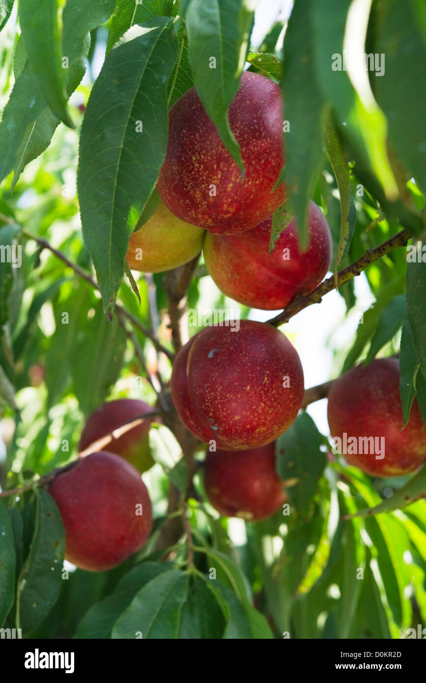 Nectarine images hi-res stock photography and images - Alamy