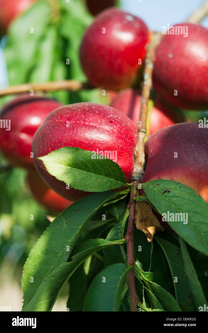 Nectarine images hi-res stock photography and images - Alamy
