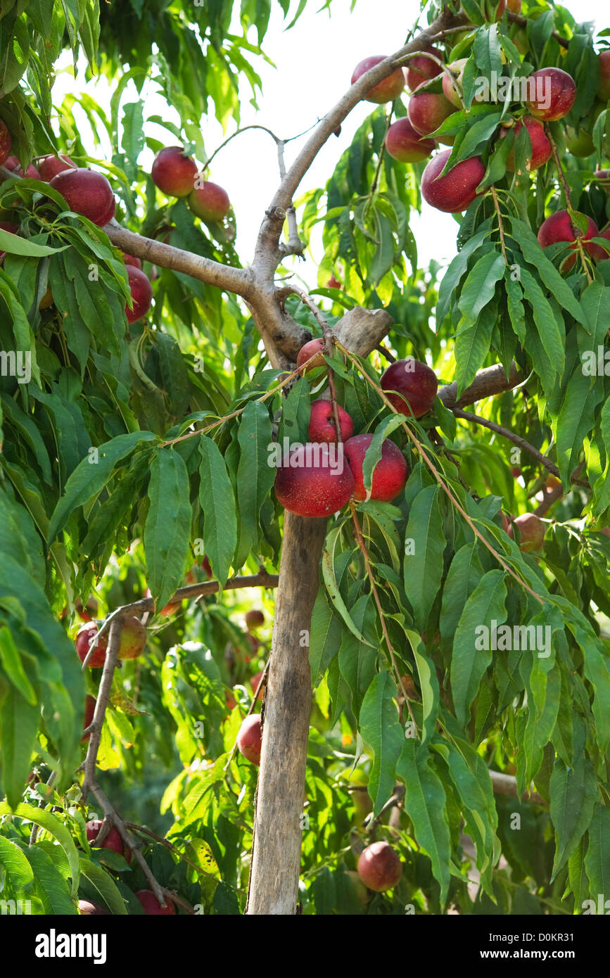 Nectarine in an orchard before harvest Stock Photo - Alamy