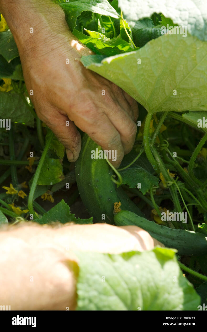 Cucumber harvests hi-res stock photography and images - Alamy