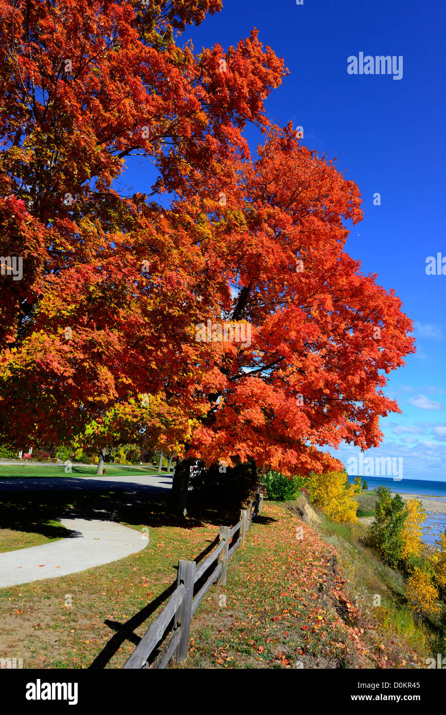 Fenced shoreline with colorful fall leaves autumn trees Michigan Stock ...