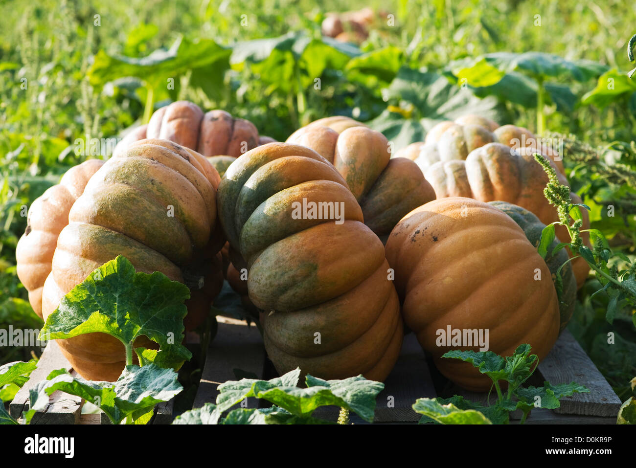 Pumpkin cultivation hi-res stock photography and images - Alamy